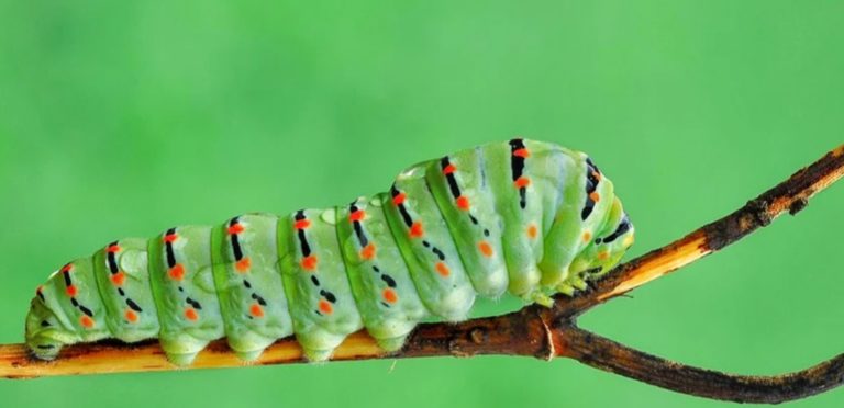 Pierre Leger – Permaculteur