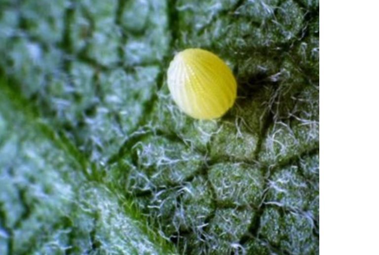 Pierre Leger – Permaculteur